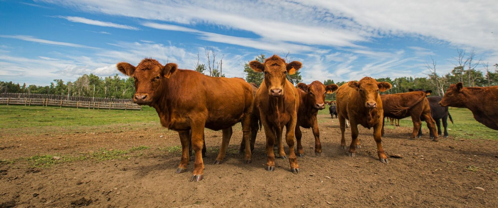 Rental Equipment | Lac Ste. Anne County