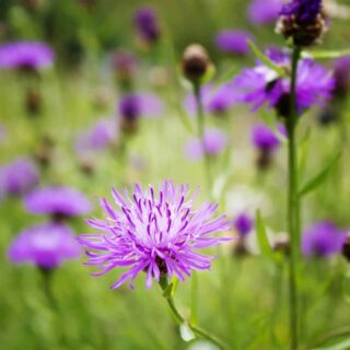 Lessard Lake Public Campground | Lac Ste. Anne County