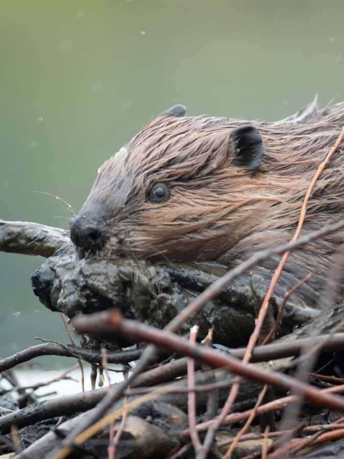 Problem Wildlife | Lac Ste. Anne County